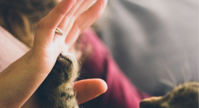 Paws & Support - Nova Scotia SPCA