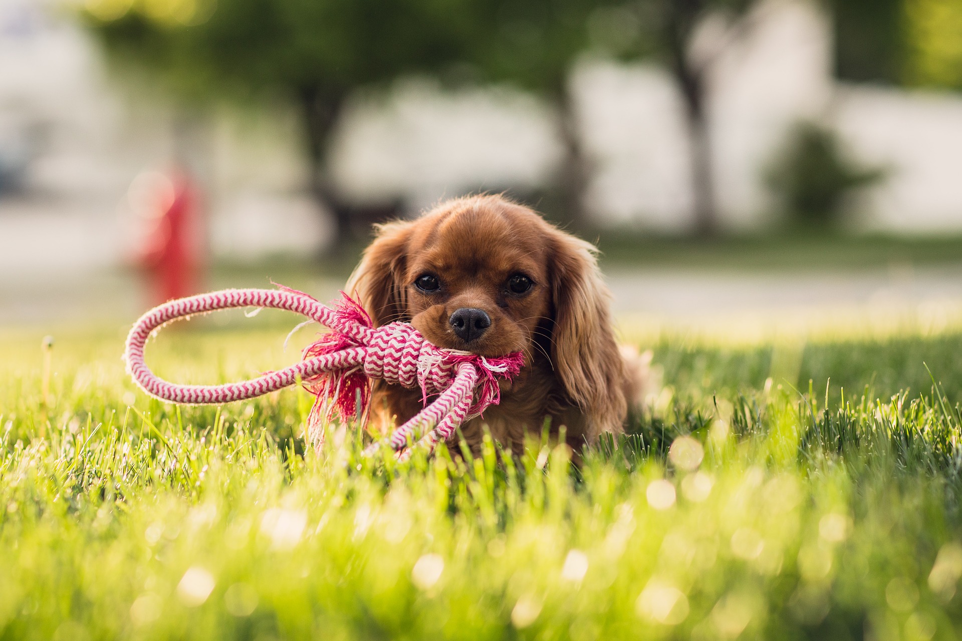 Services & Care - Nova Scotia SPCA