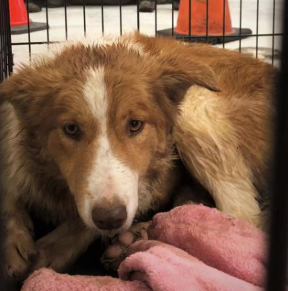 Nova Scotia SPCA – Saving Lives. Creating Families.