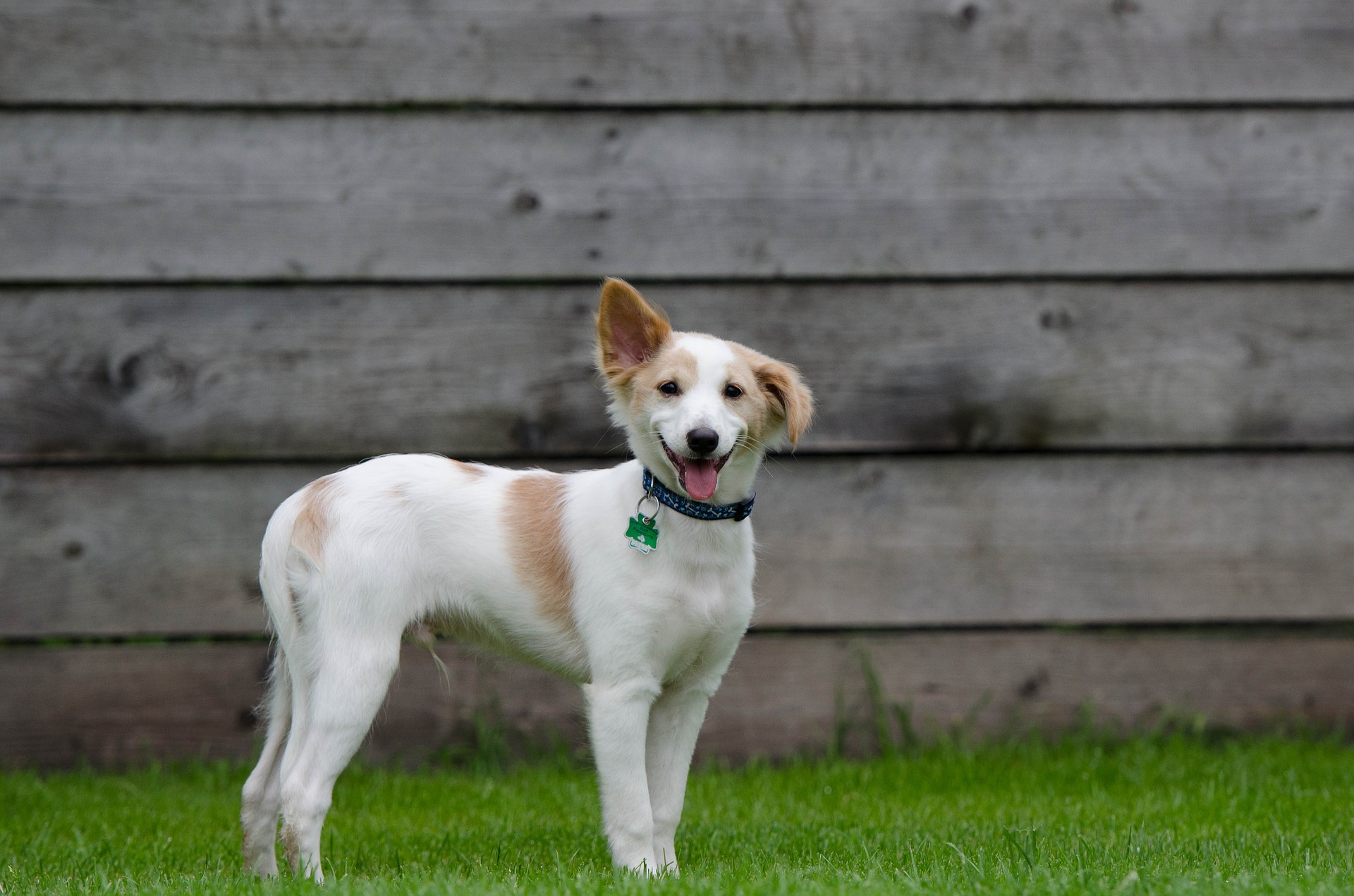 How You Can Help - Nova Scotia SPCA