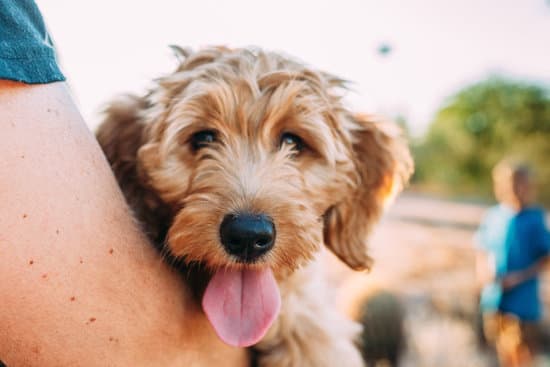 How Volunteering at an NS SPCA Shelter Rescued Me: Emma’s Story - Nova ...