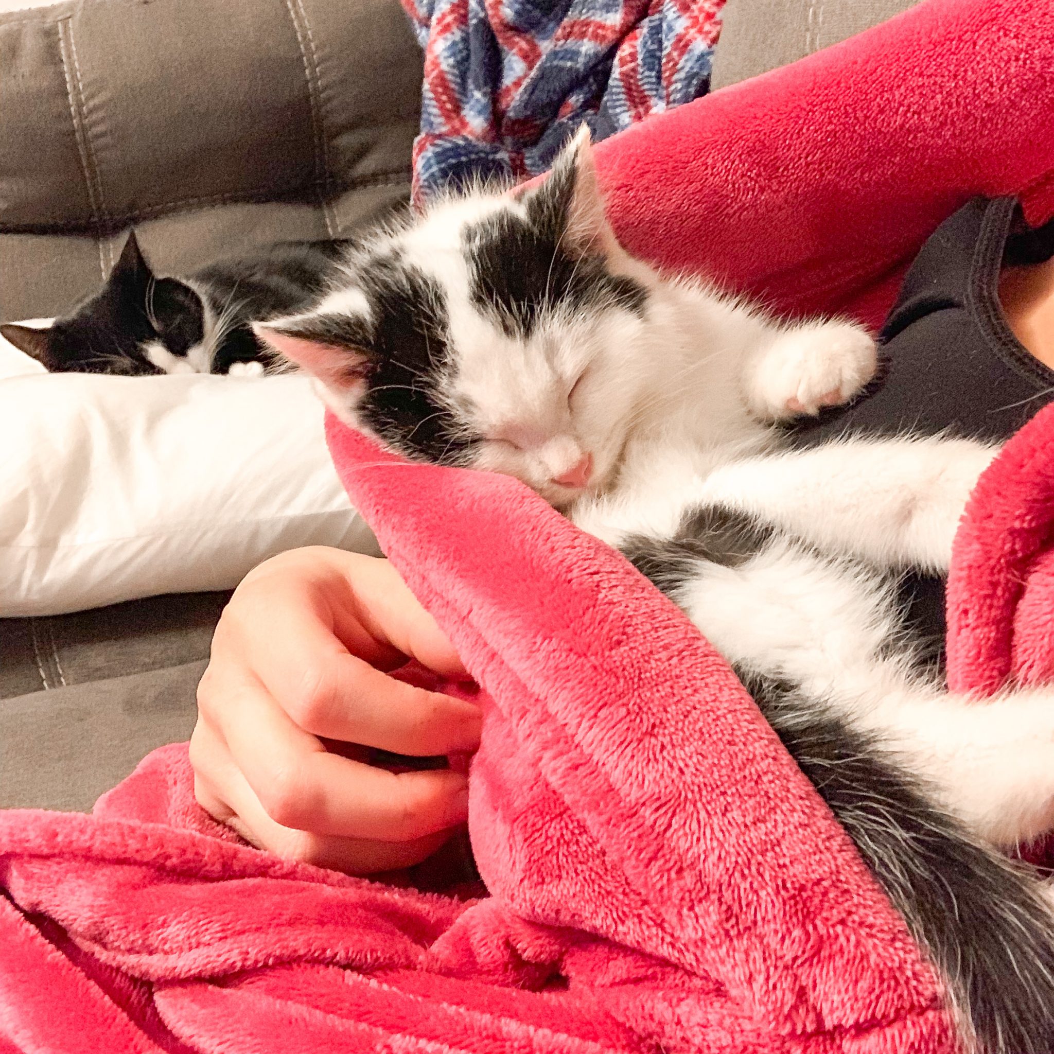 Kindness Helps Kittens Beat the Odds Twice - Nova Scotia SPCA