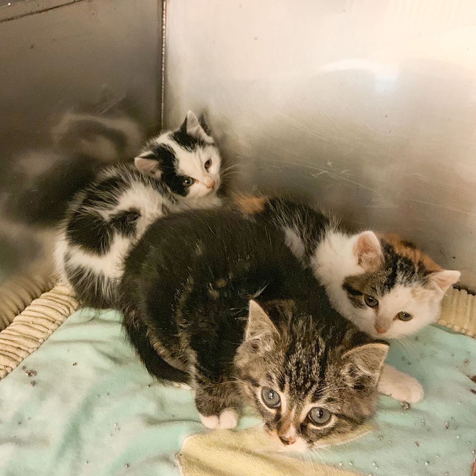 Kindness Helps Kittens Beat the Odds Twice - Nova Scotia SPCA