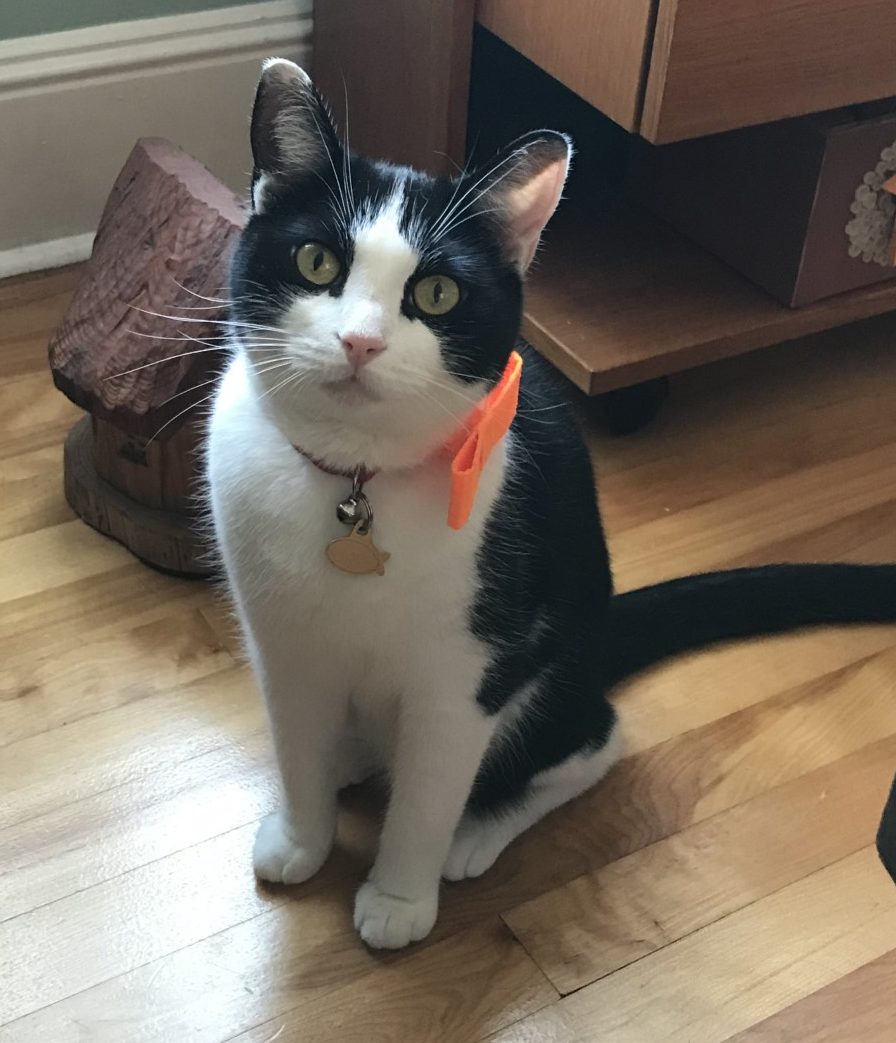 Love Wins - Nova Scotia SPCA