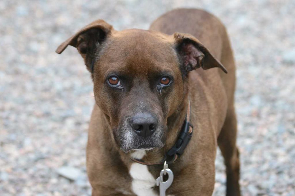 Homeless Dog Gives Hugs - Nova Scotia SPCA