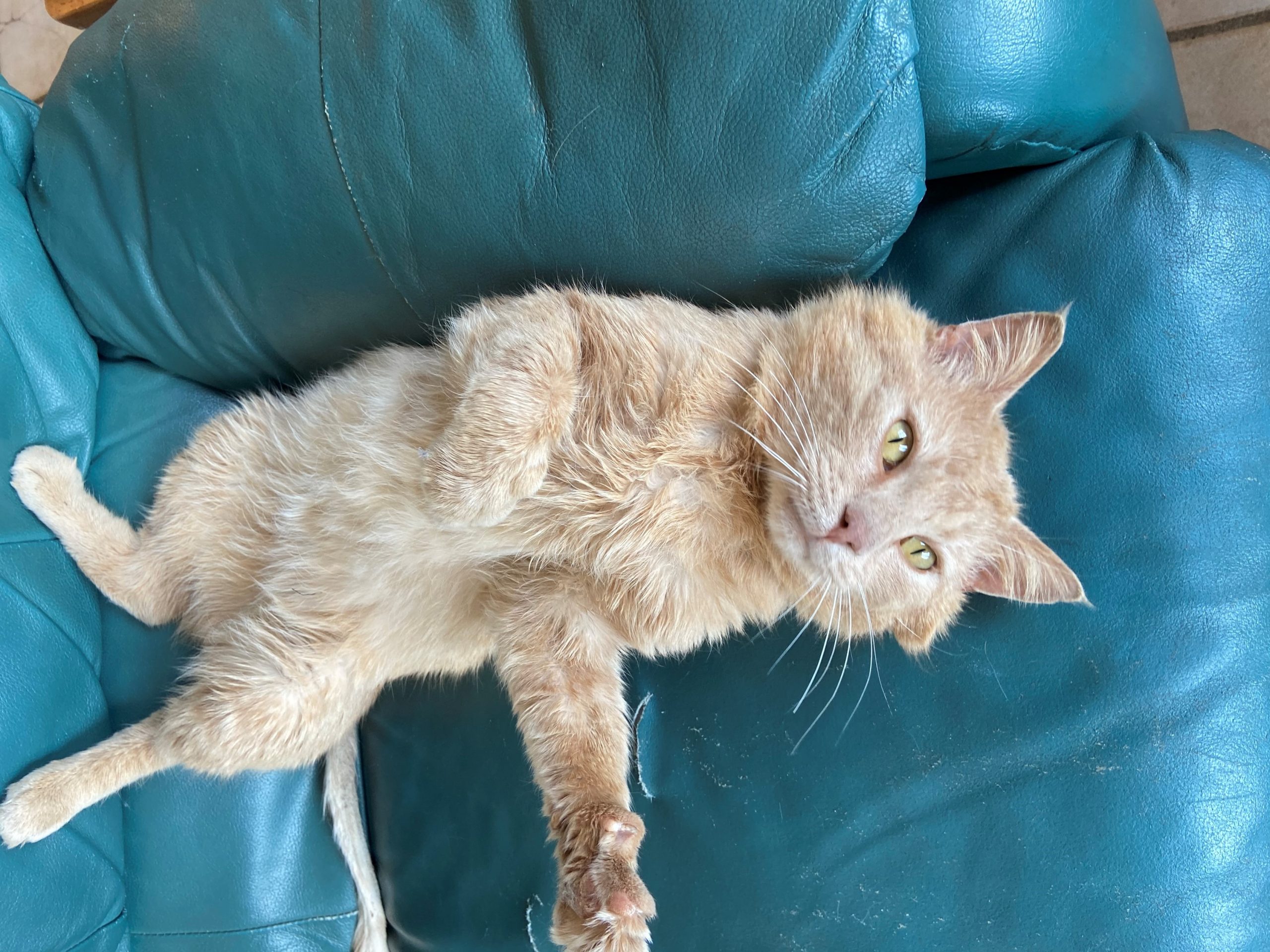 The Cat Who Broke INTO the Shelter - Nova Scotia SPCA