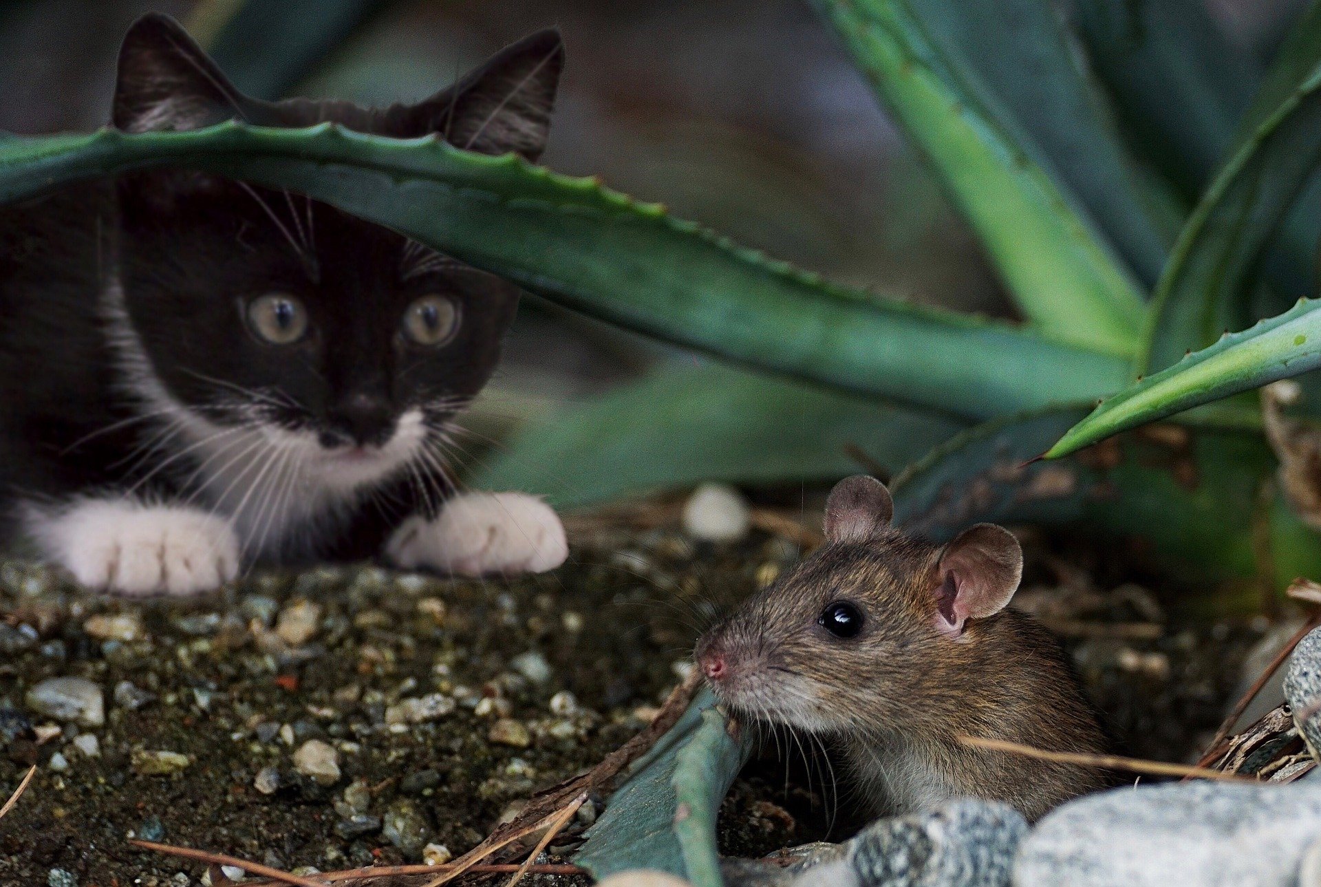 Got Mice? Get Some Barn Buddies! - Nova Scotia SPCA