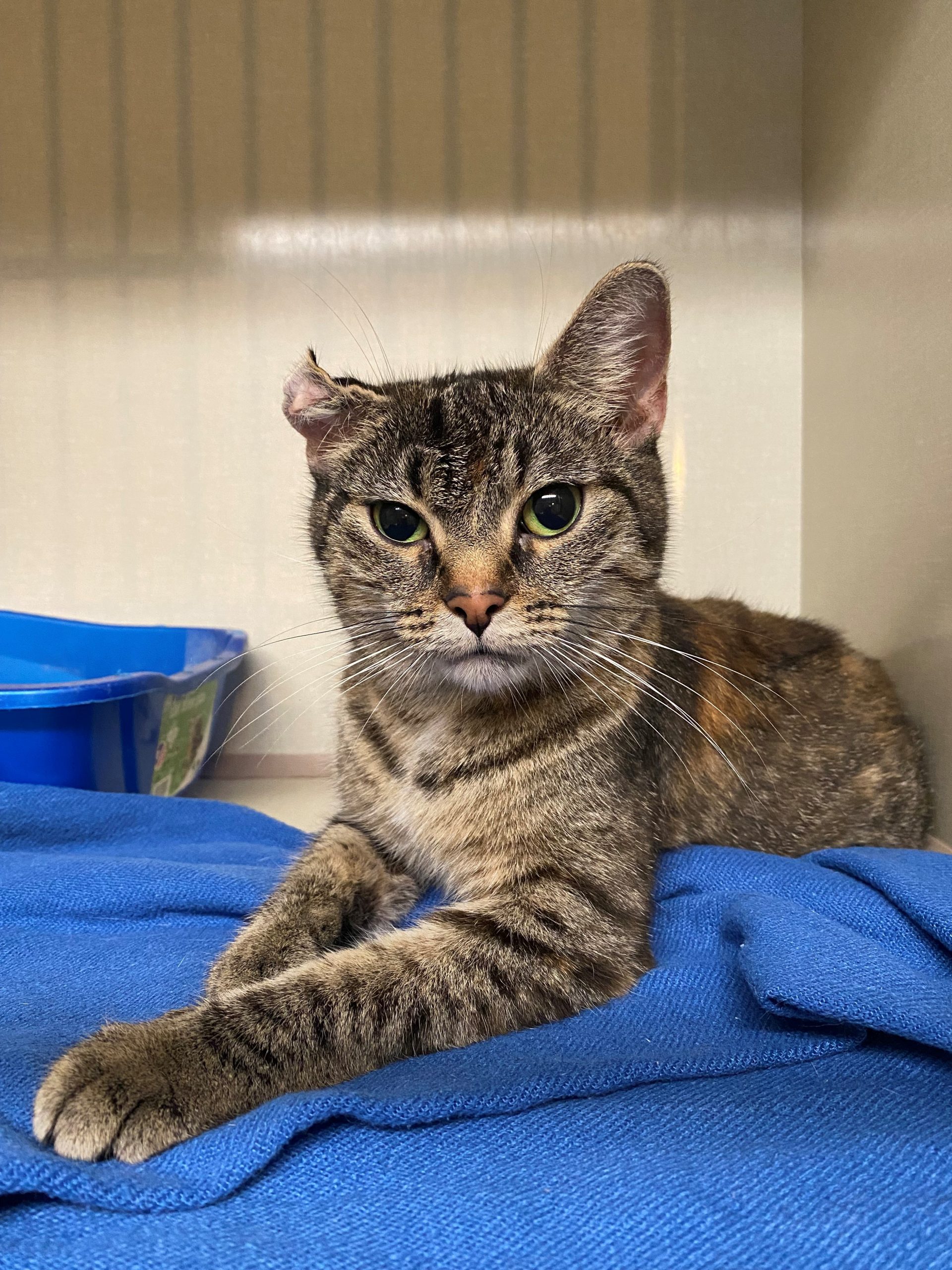 Cat Who Saves Kittens from Fire Joins Firefighter Family - Nova Scotia SPCA