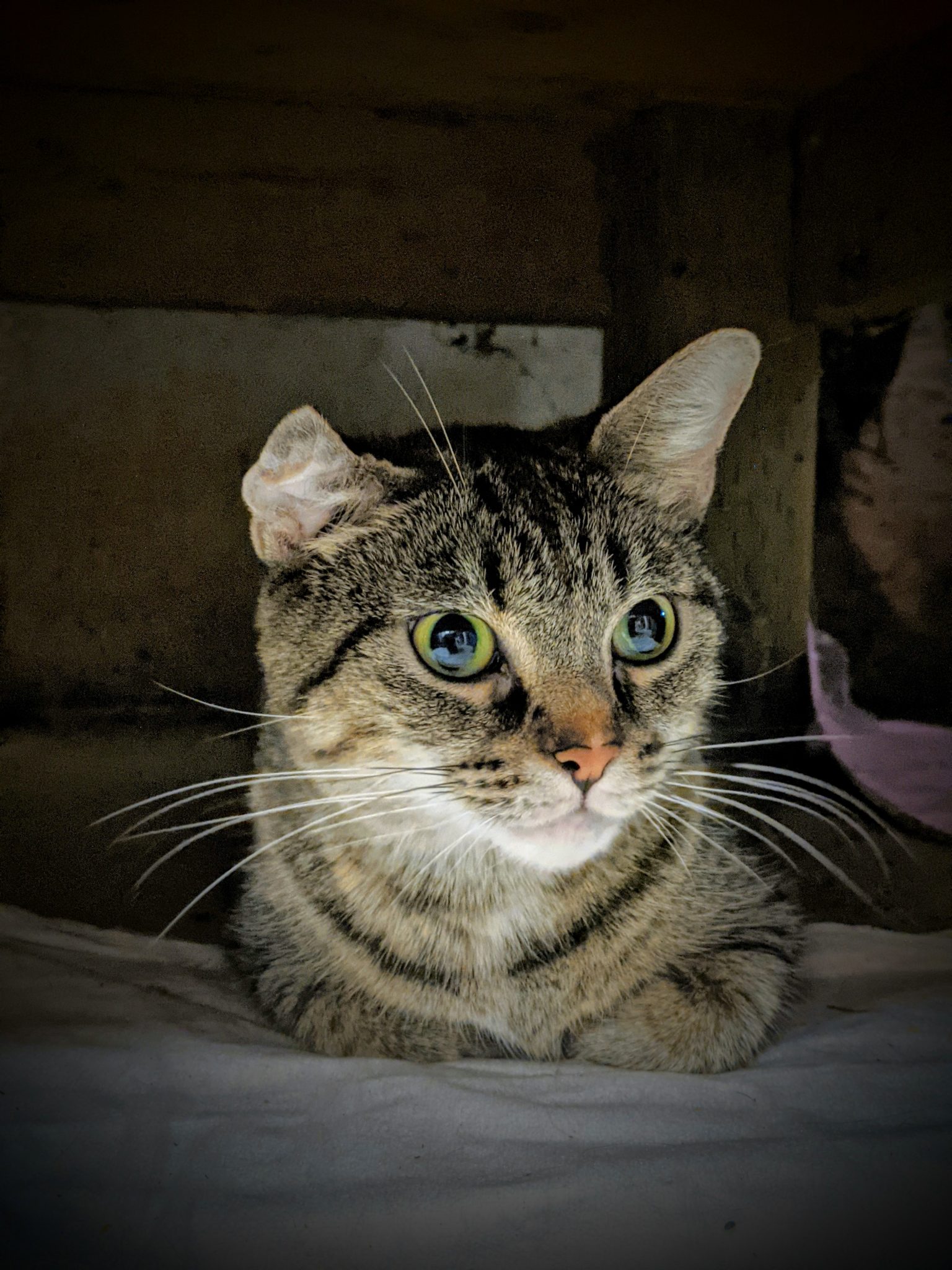 Cat Who Saves Kittens from Fire Joins Firefighter Family - Nova Scotia SPCA