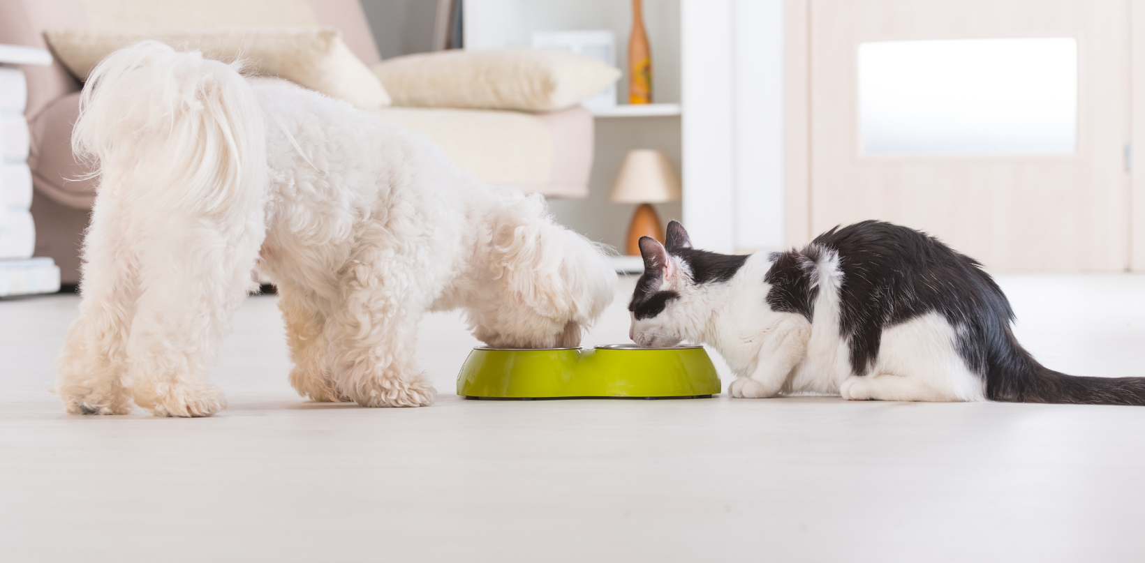 The Pet Pantry – It’s Here to Help! - Nova Scotia SPCA