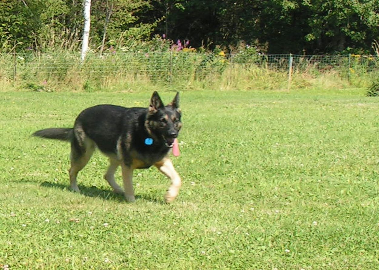 An Amazing Dog’s Legacy of Love: Bodj’s Story - Nova Scotia SPCA