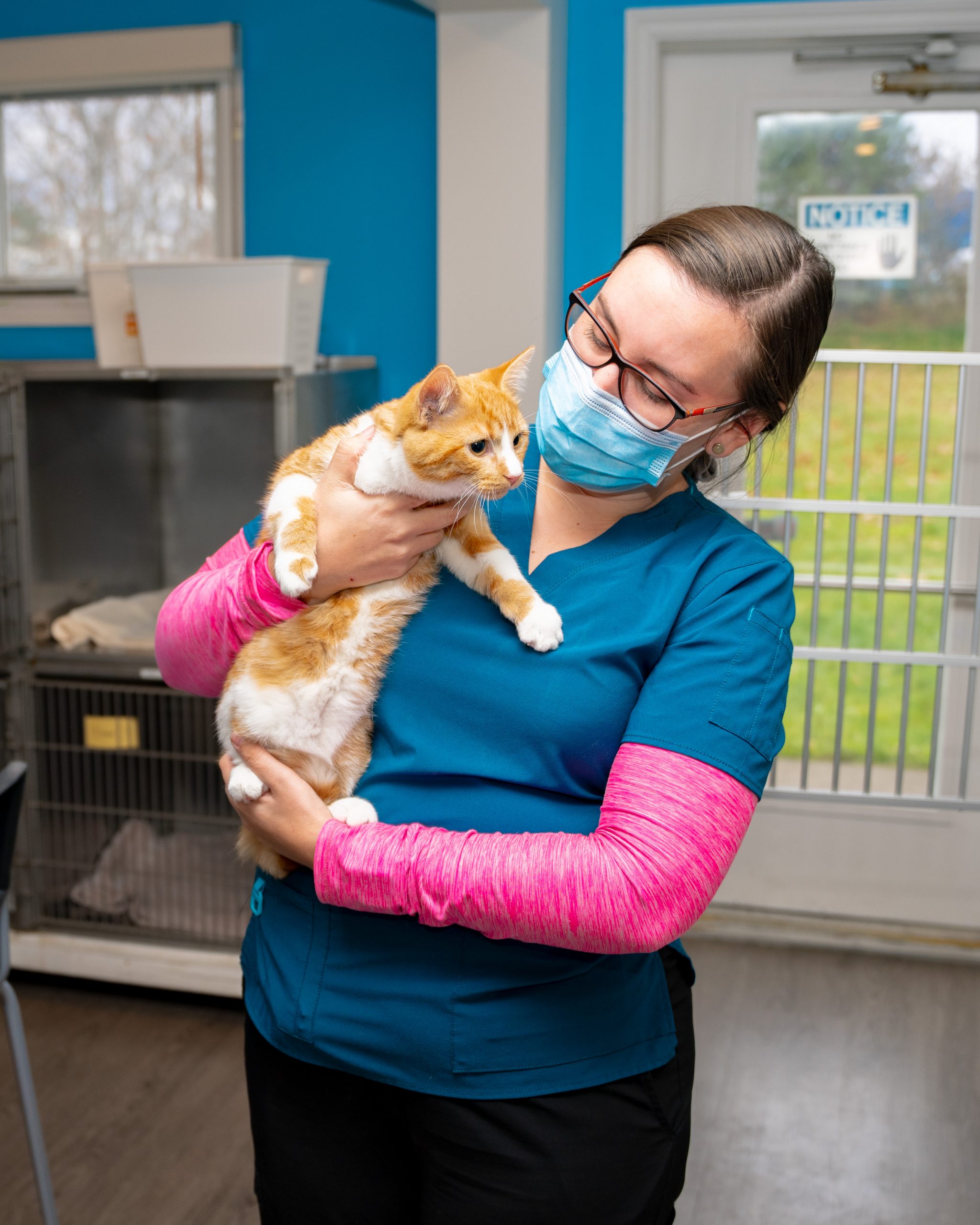 The SPCA Veterinary Hospital: Helping Your Pet Live Their Best Life ...