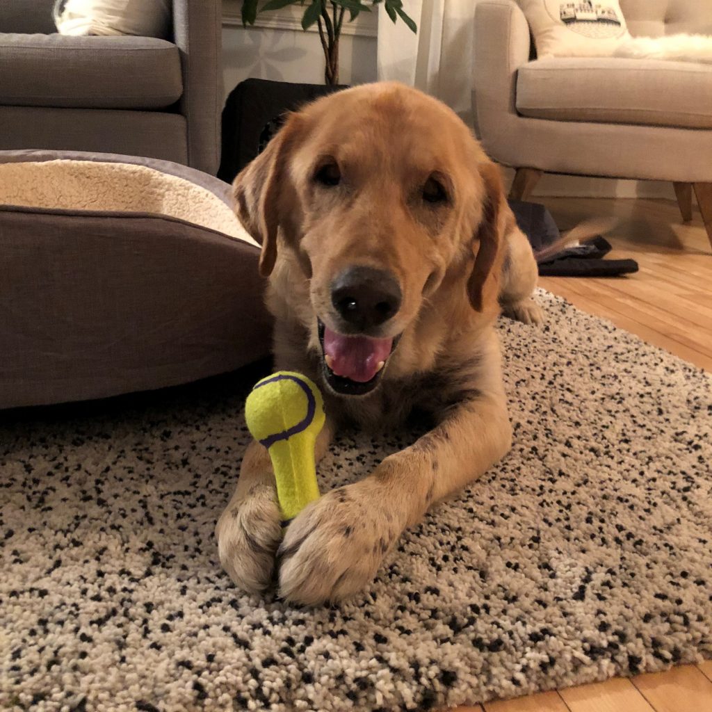 Honouring Henry: A Portrait of a Loving Dog - Nova Scotia SPCA