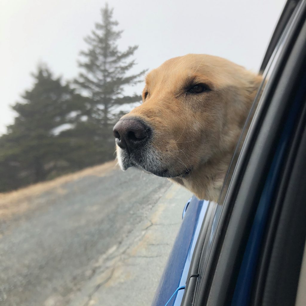 Honouring Henry: A Portrait of a Loving Dog - Nova Scotia SPCA