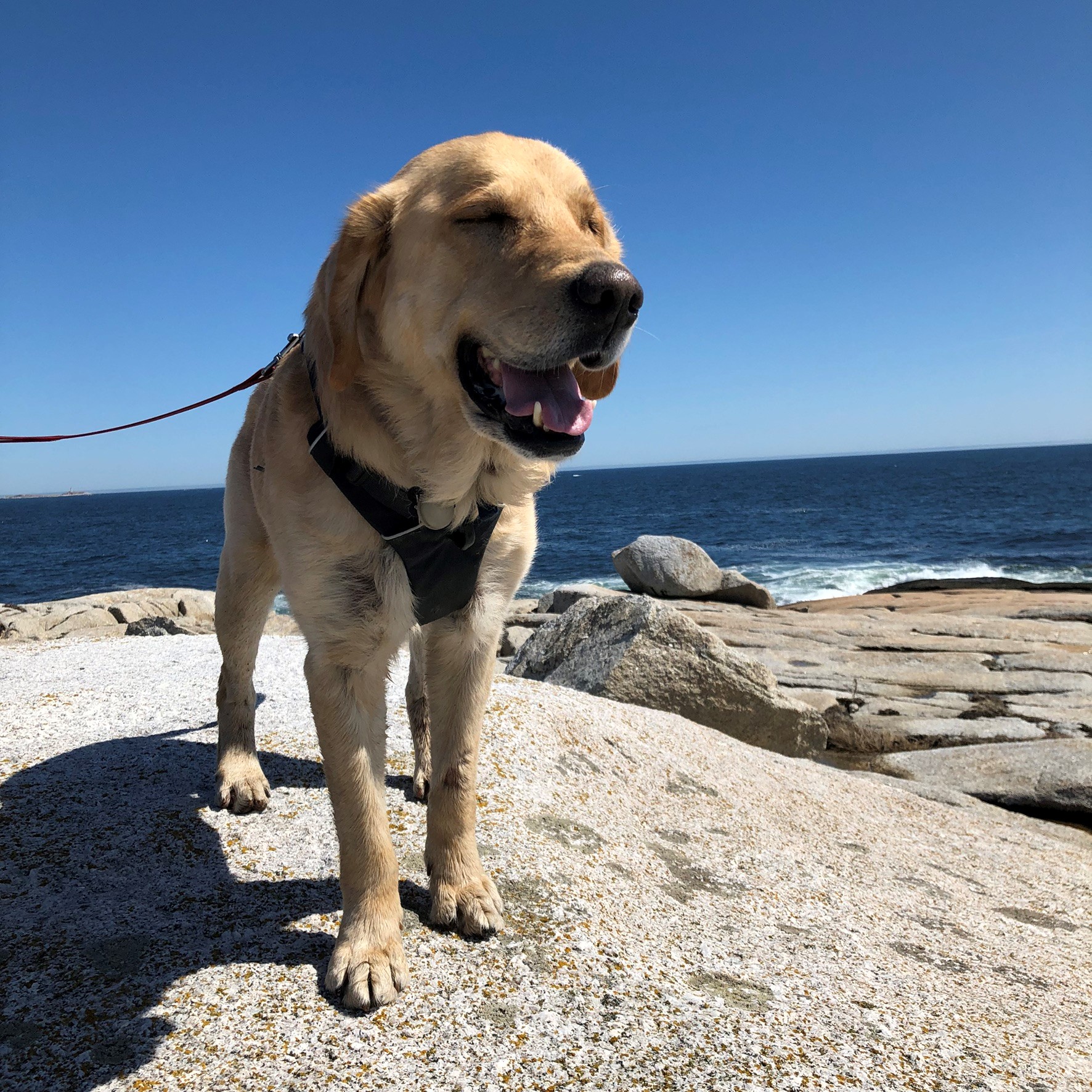 Honouring Henry: A Portrait of a Loving Dog - Nova Scotia SPCA