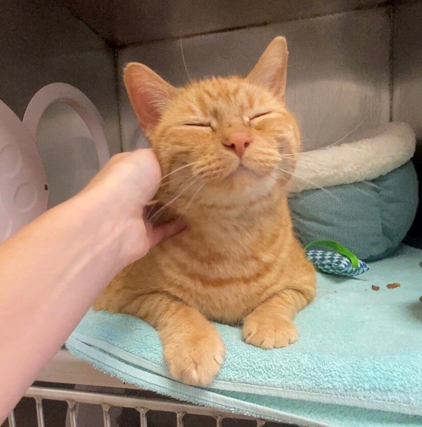 One Garfield Lookalike Changes Two Lives - Nova Scotia SPCA
