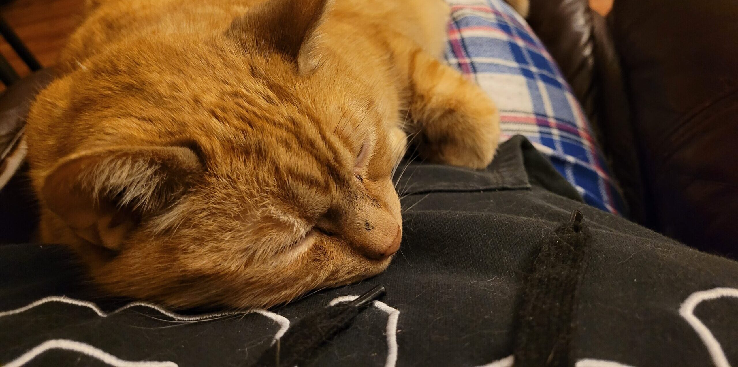 One Garfield Lookalike Changes Two Lives - Nova Scotia SPCA