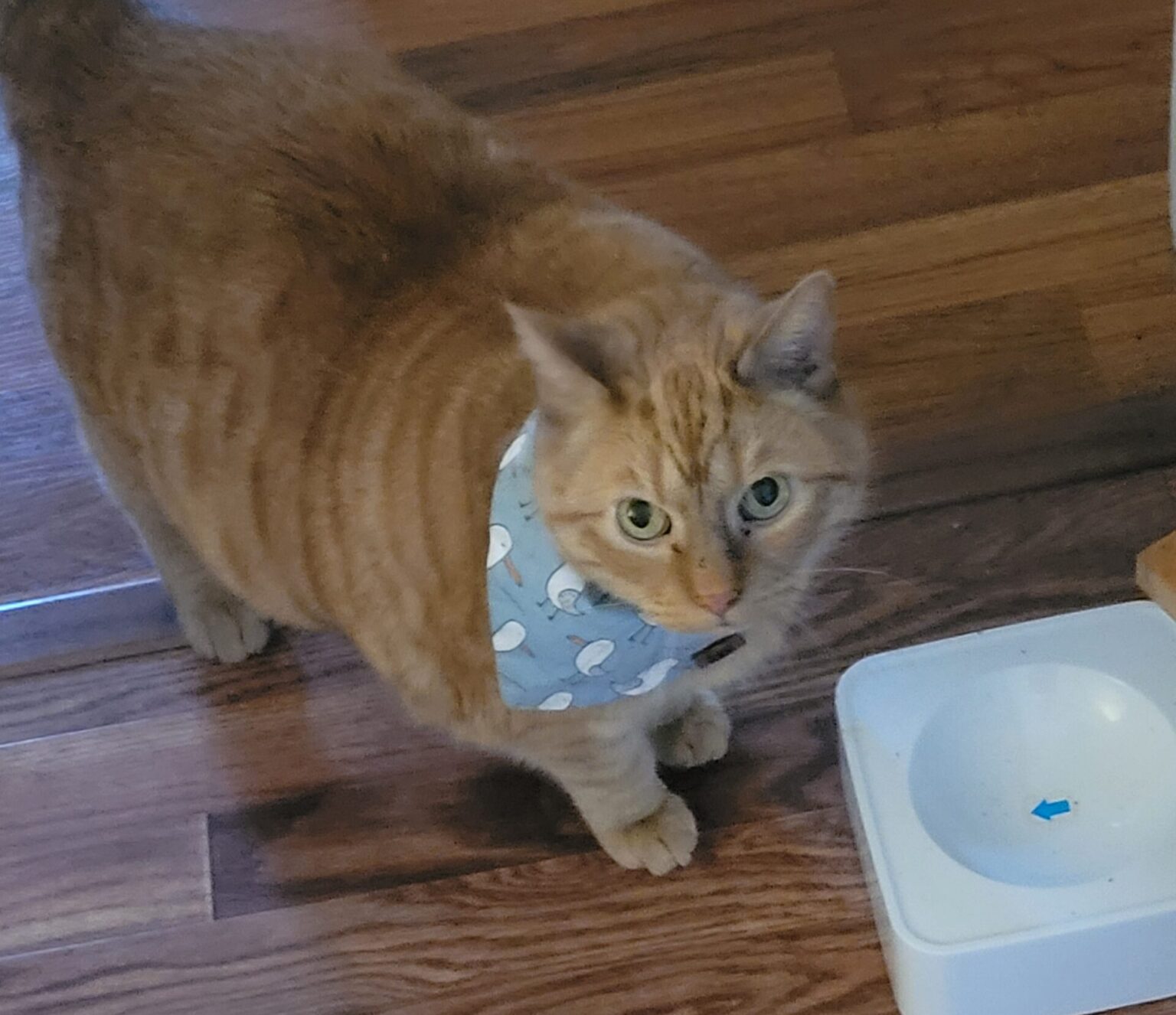One Garfield Lookalike Changes Two Lives - Nova Scotia SPCA