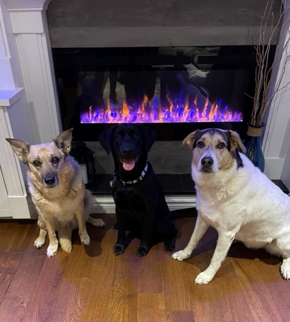 Pup Rescued in Hurricane Fiona Joins Firefighter Family - Nova Scotia SPCA