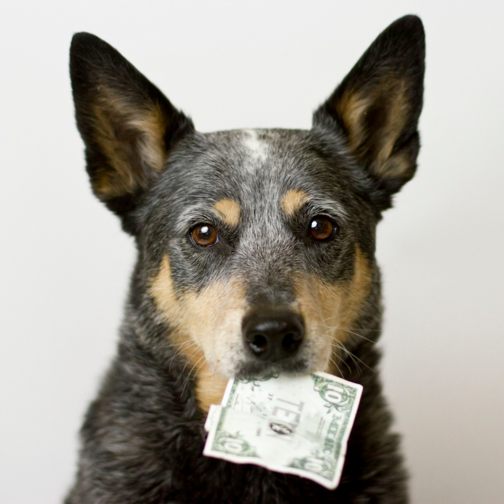 SPCA 50/50 Lottery Saves the Day! - Nova Scotia SPCA