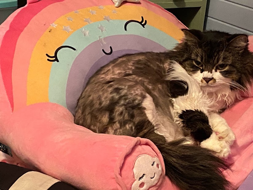 The Difference Love Makes: Sweets’ Story - Nova Scotia SPCA