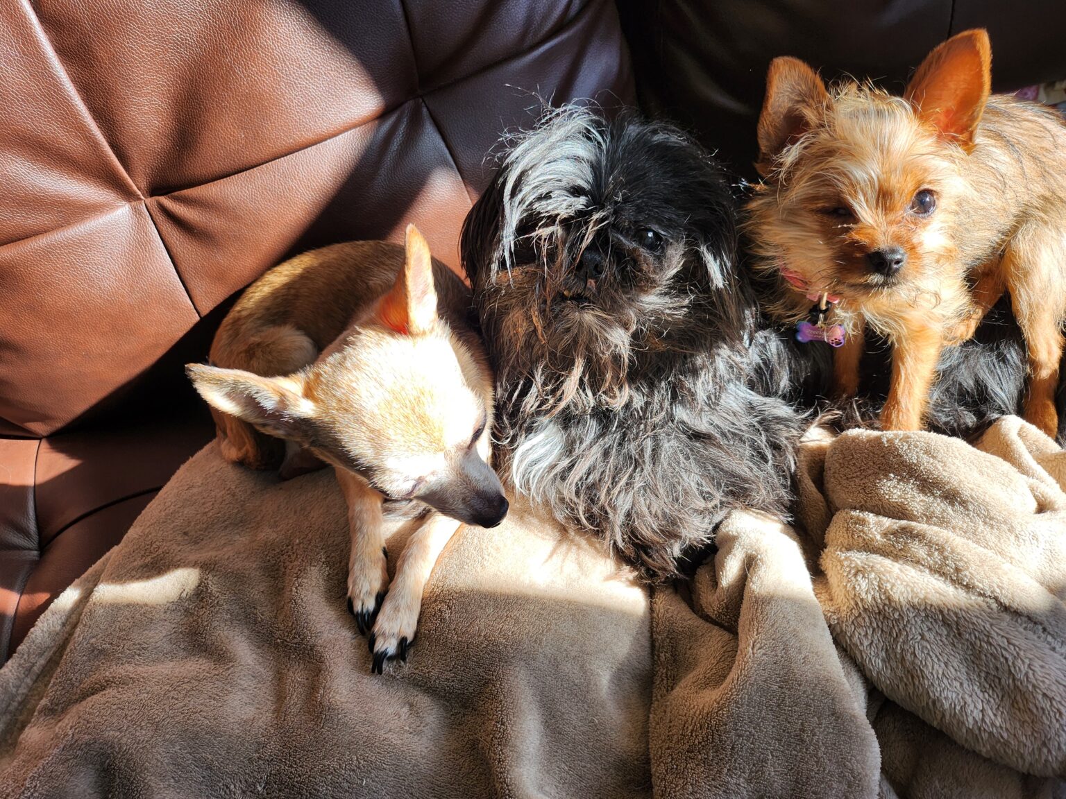 A Gift of Appreciation - Nova Scotia SPCA
