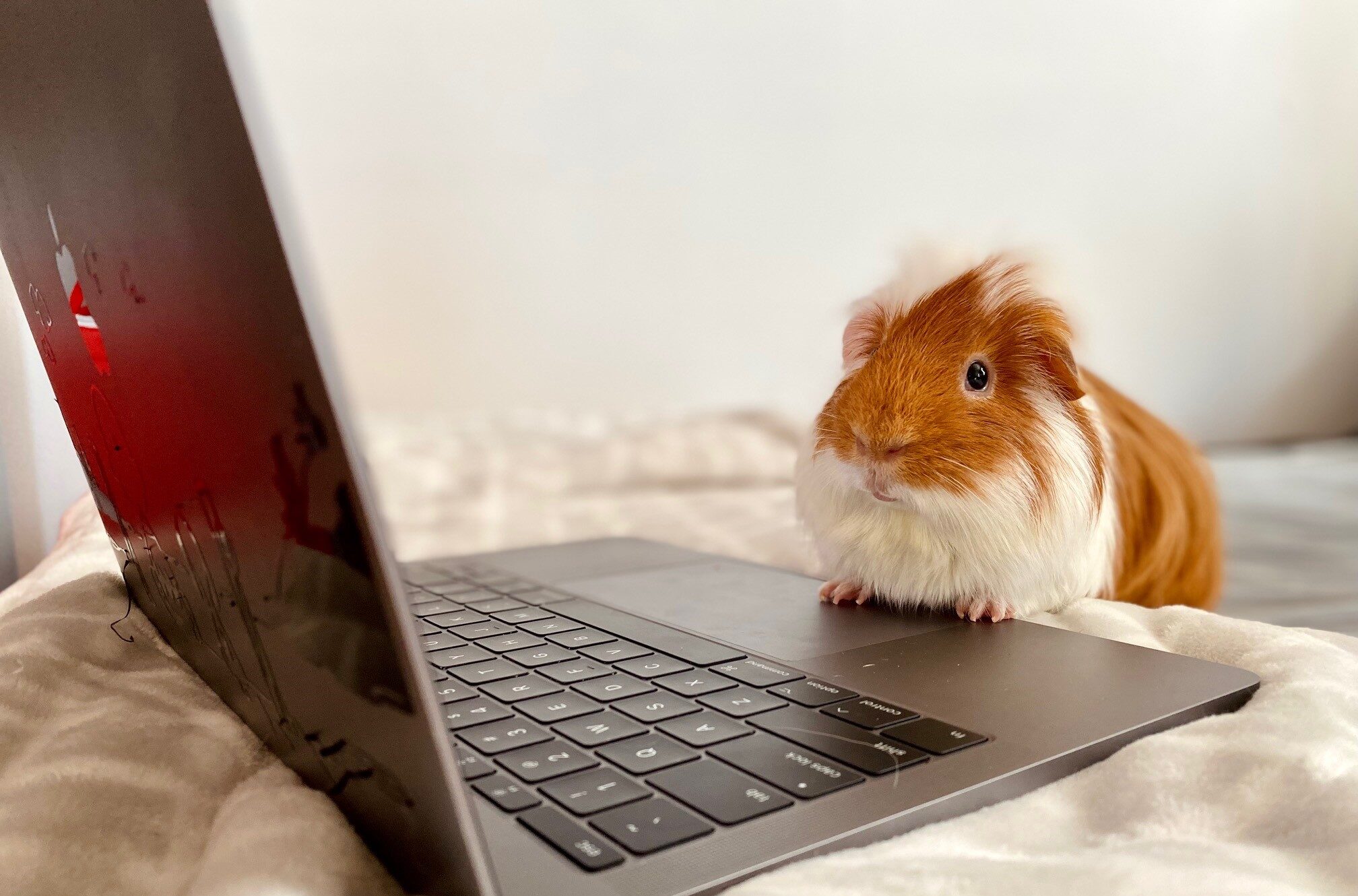 Turning Something Small into Something Big - Nova Scotia SPCA