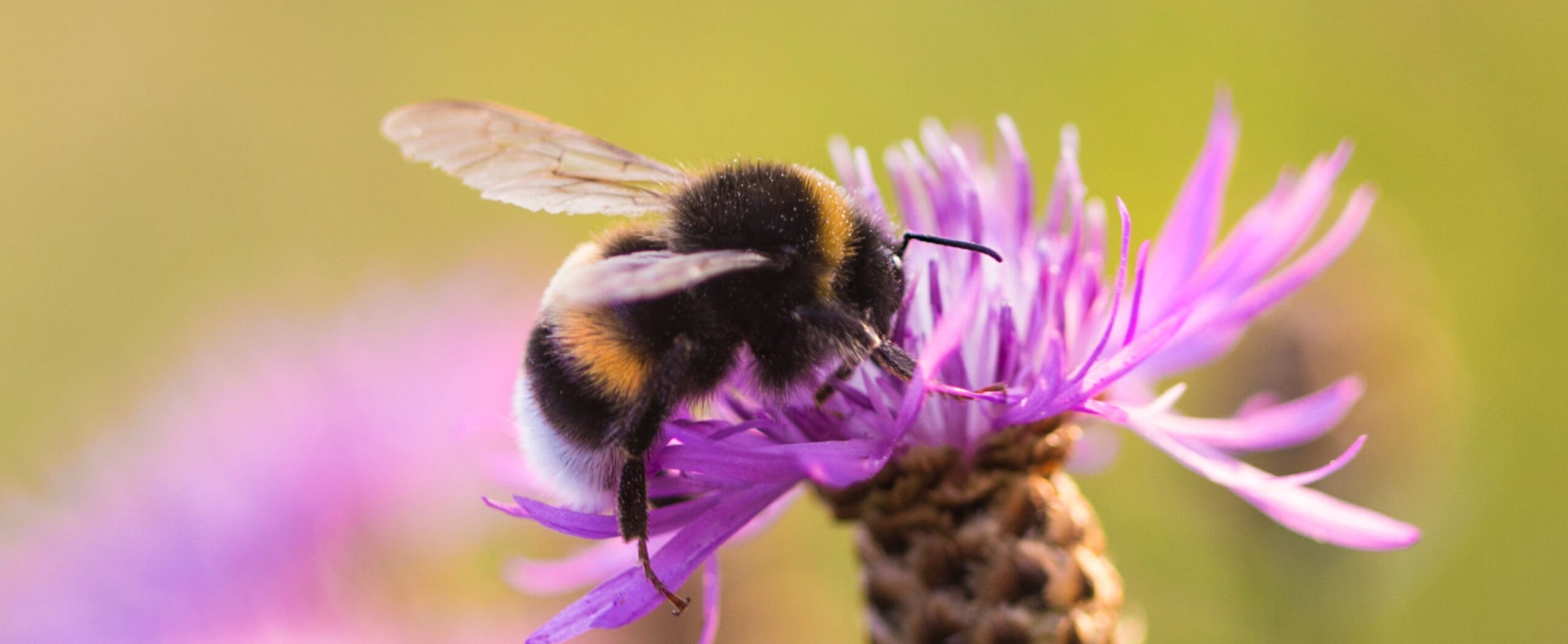 At Long Last, Bumbo Finds Love - Nova Scotia SPCA