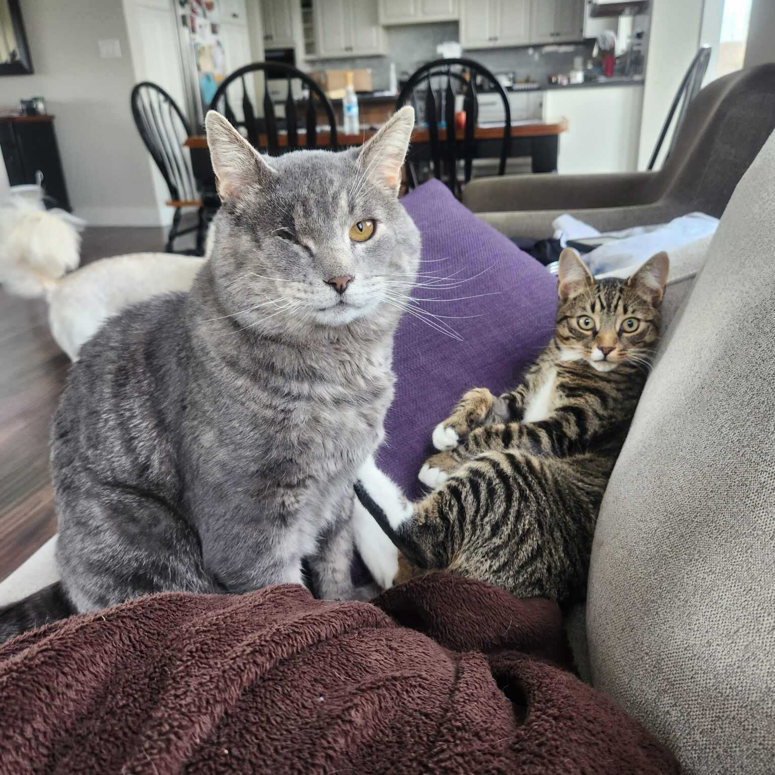Harris Gets a BFF (Best Feline Friend) - Nova Scotia SPCA