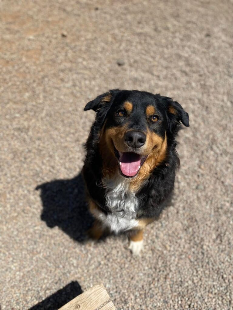 More Than a Canine Companion – Benson is Myles’ Bestie - Nova Scotia SPCA