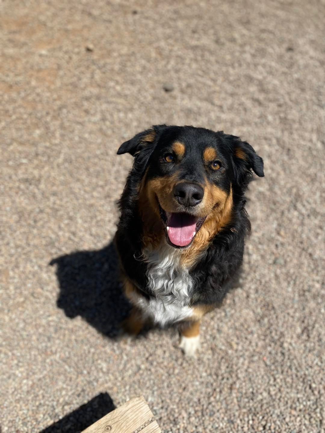 More Than a Canine Companion – Benson is Myles’ Bestie - Nova Scotia SPCA