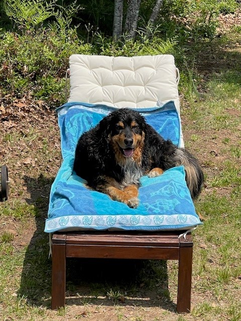 More Than a Canine Companion – Benson is Myles’ Bestie - Nova Scotia SPCA