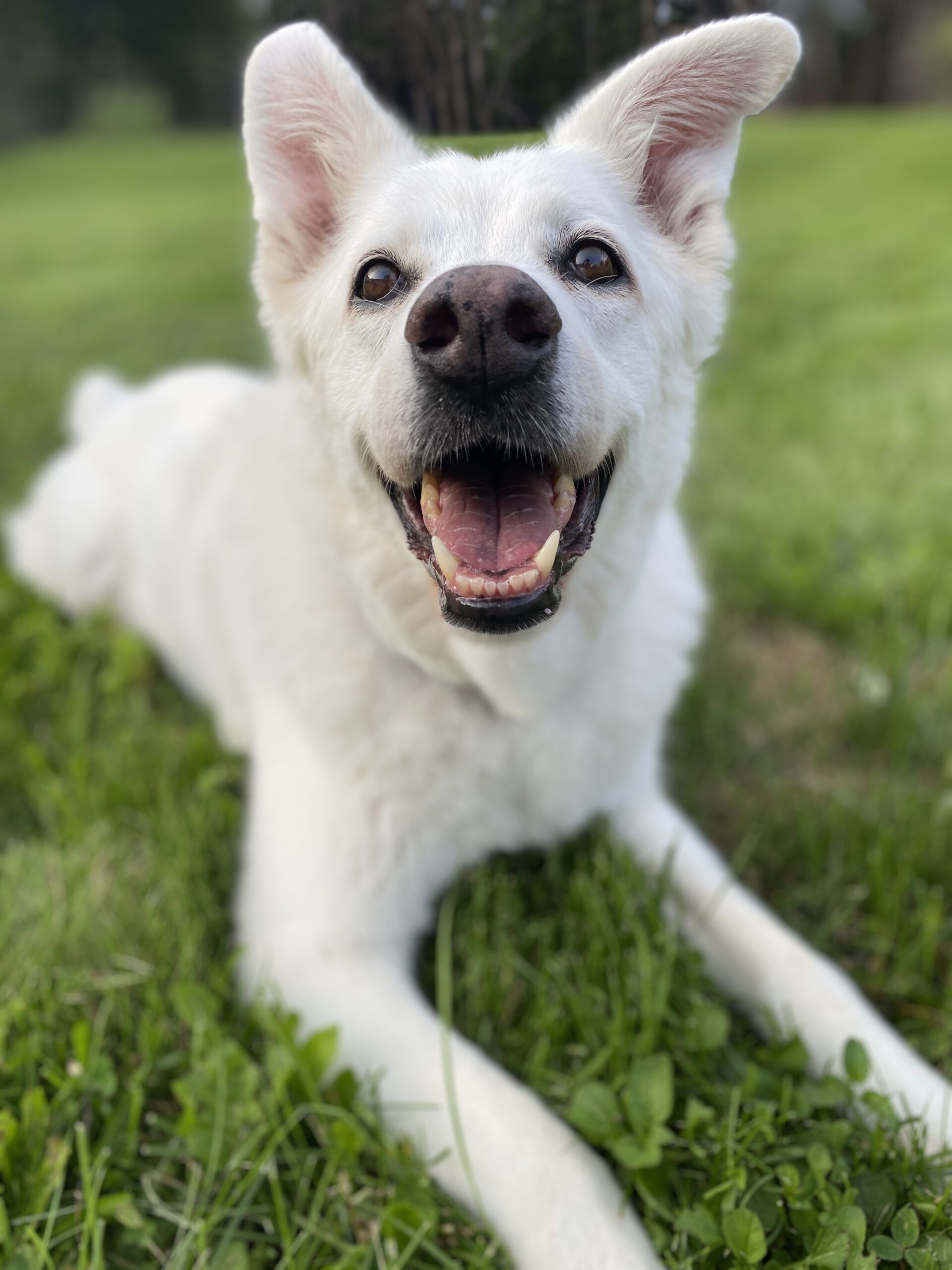 2023 - Nova Scotia SPCA