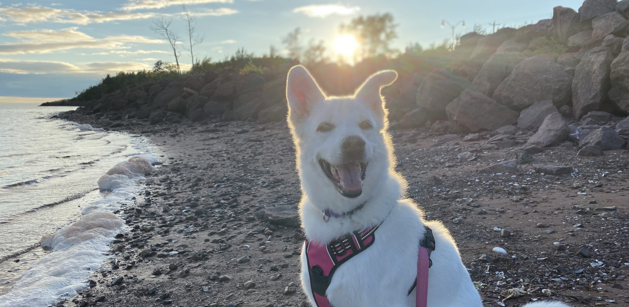 The Thing About Threes - Nova Scotia SPCA