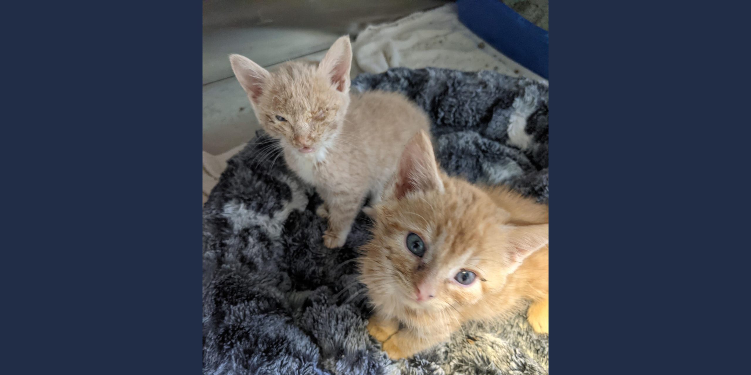 A True Undercat Story - Nova Scotia SPCA