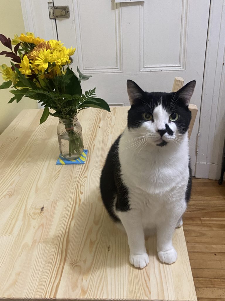 Buster the Feeding Tube Kitty Becomes a Mental Health Hero - Nova ...