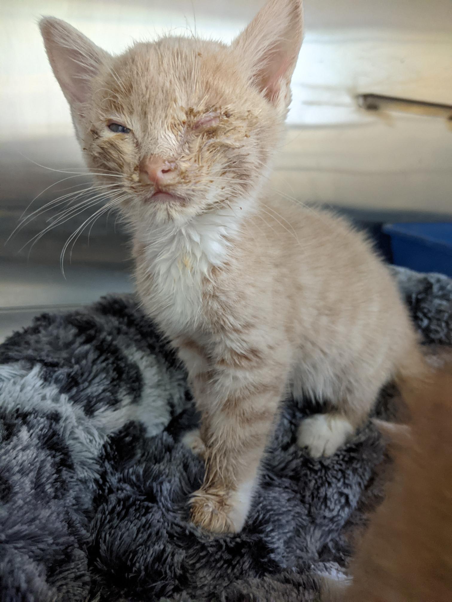 A True Undercat Story - Nova Scotia SPCA