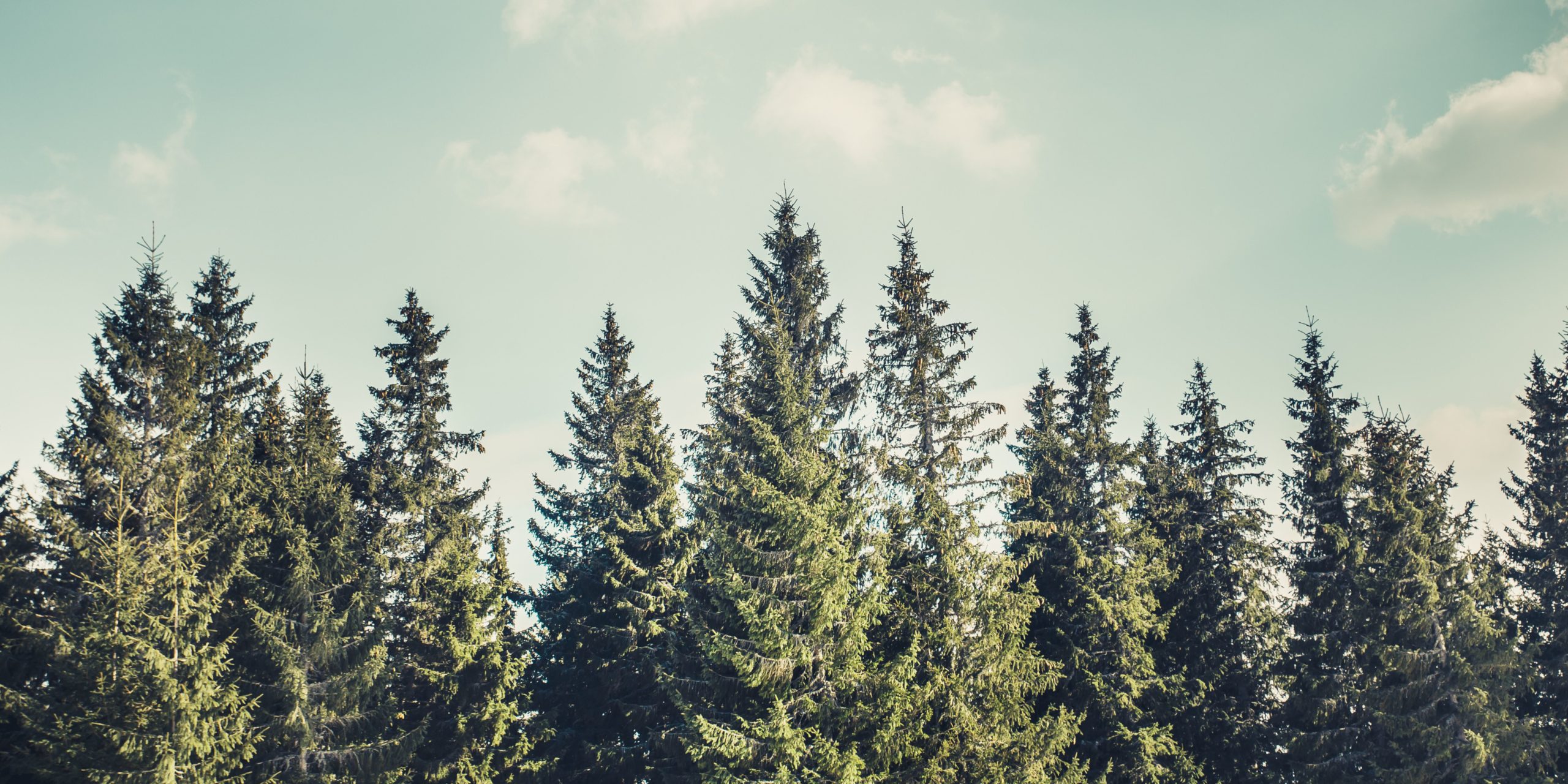 Worth the Wait: After 155 Days, Forrest Finds a Fabulous Family! - Nova ...