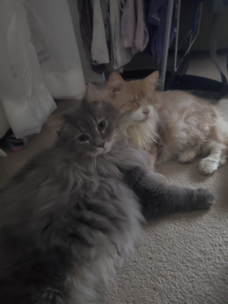 Guiding Paws: The Heartwarming Journey of Blinkin and Obi - Nova Scotia ...