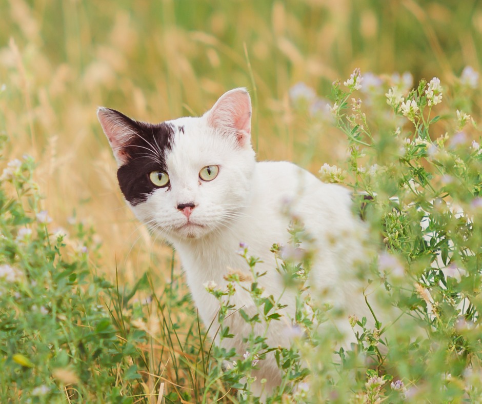 The SPCA’s TNR Program: Helping Feral Cats, Helping Neighbourhoods ...