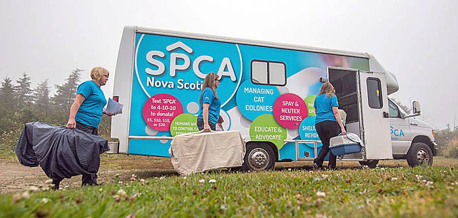 The SPCA’s TNR Program: Helping Feral Cats, Helping Neighbourhoods ...