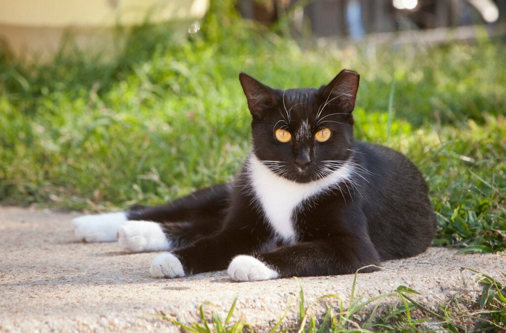 The SPCA’s TNR Program: Helping Feral Cats, Helping Neighbourhoods ...