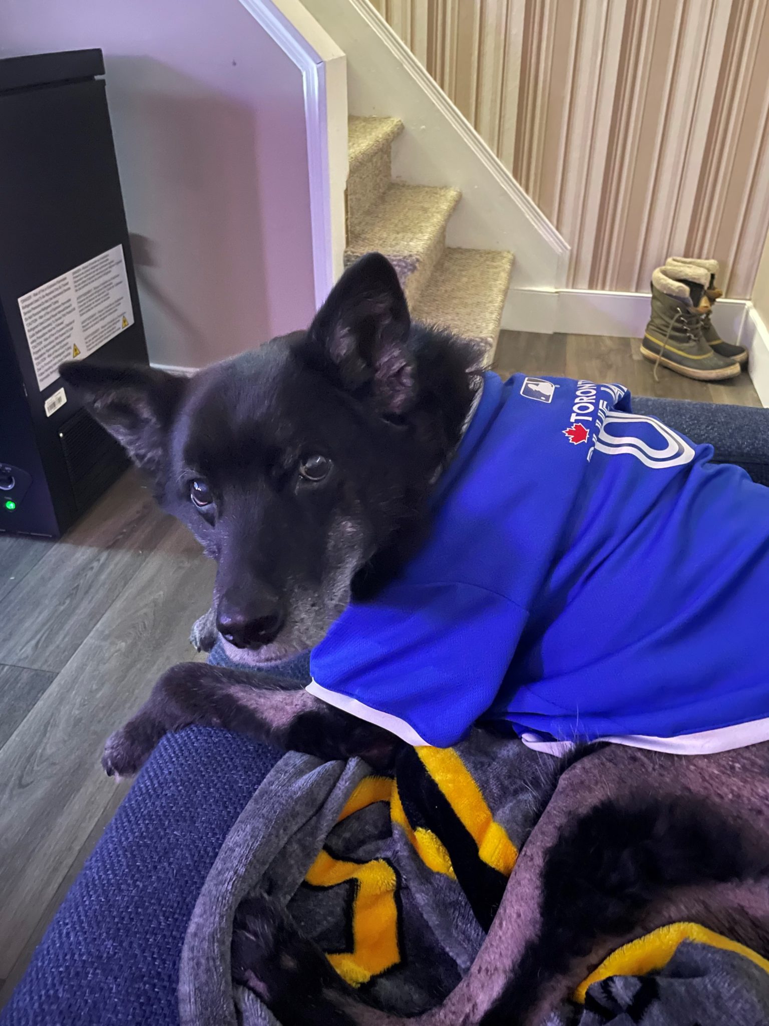 Thumper’s Magical (And Real) Fairy Tale - Nova Scotia SPCA