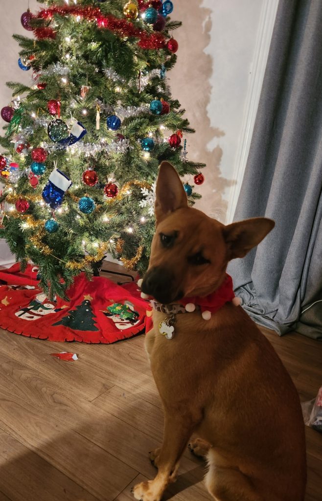 PUPdate with the NWT Puppies - Nova Scotia SPCA