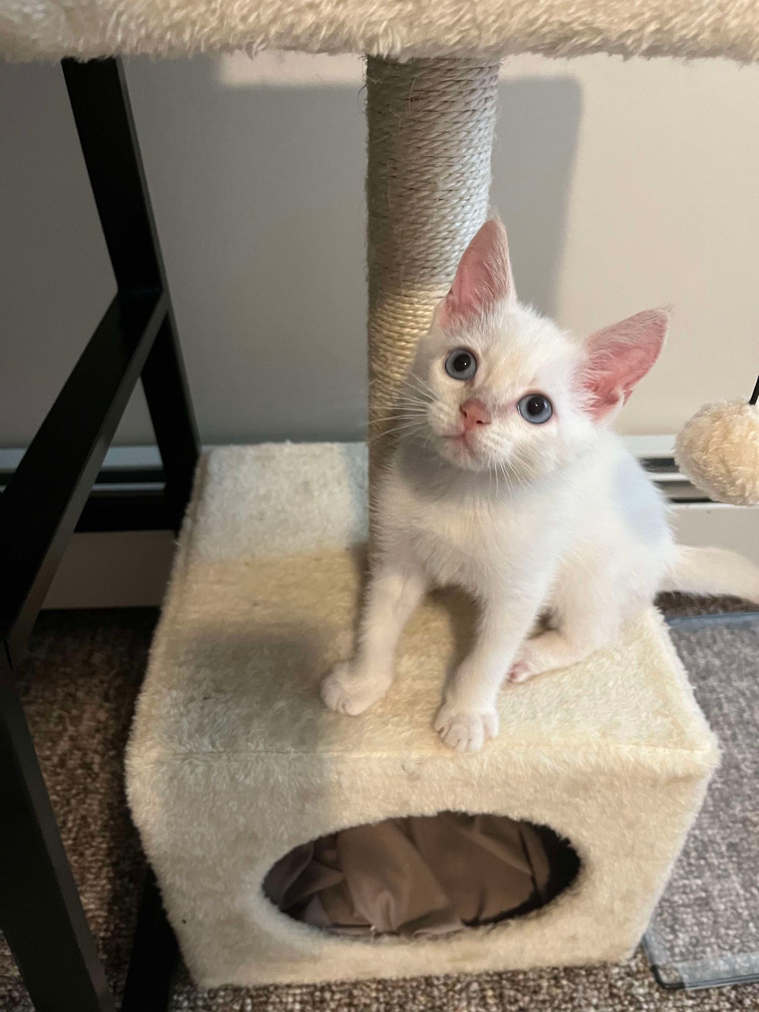 In The Arms of Love: Casper’s Journey - Nova Scotia SPCA