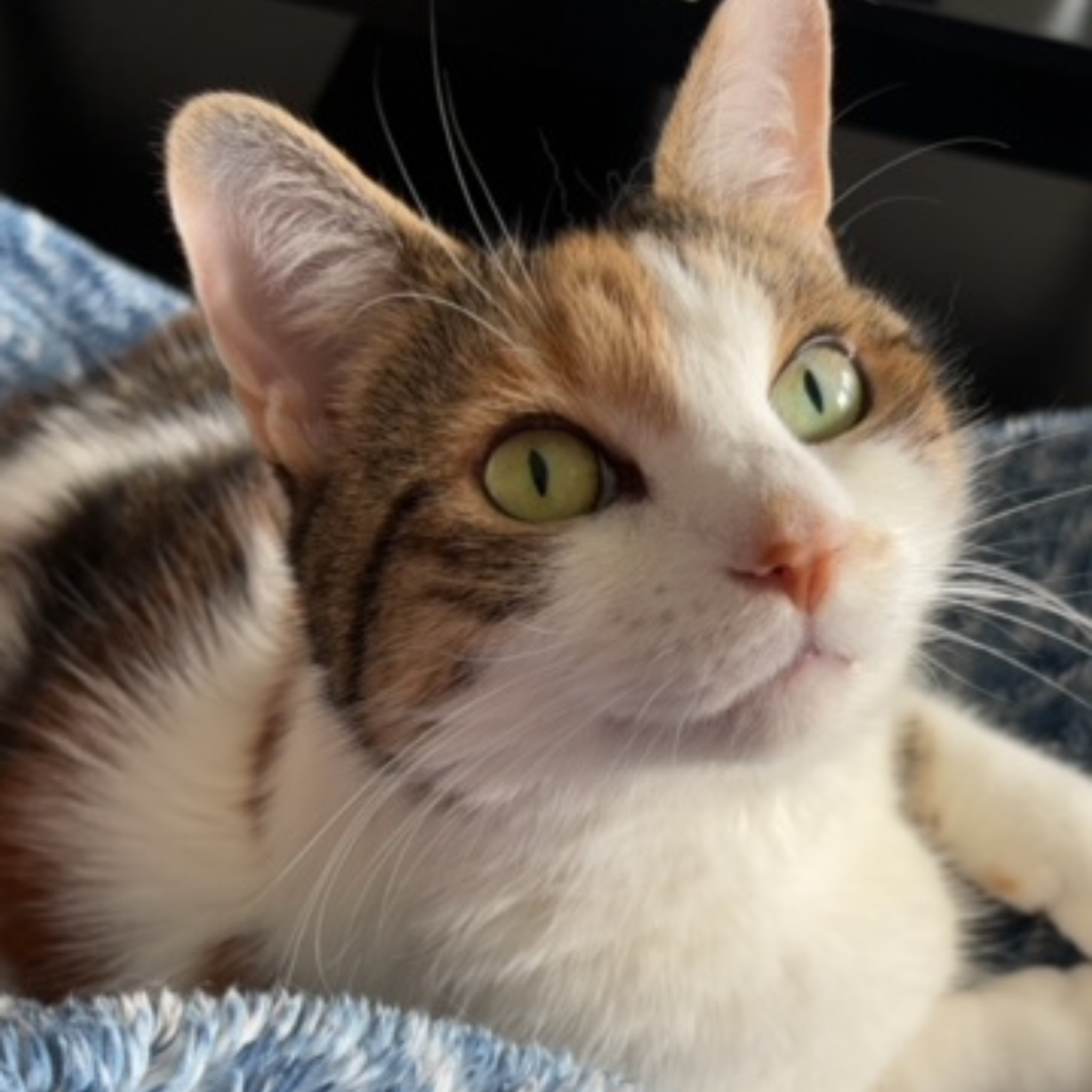 The Joy of Second Chances: Grace and Trixie’s Story - Nova Scotia SPCA