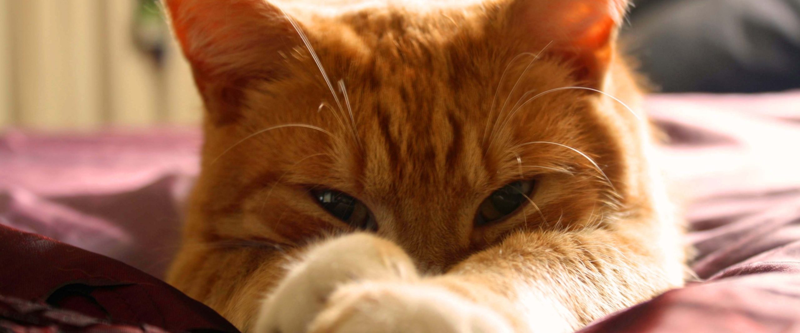 Meet Ruckus: The Energetic Orange Cat Bringing Joy to Her New Family ...