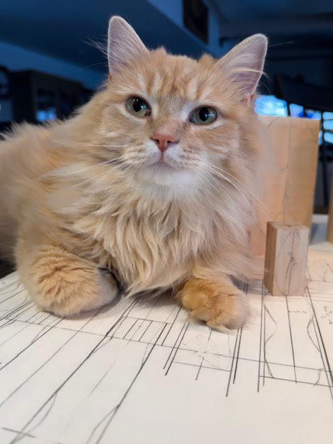 Meet Ruckus: The Energetic Orange Cat Bringing Joy to Her New Family ...