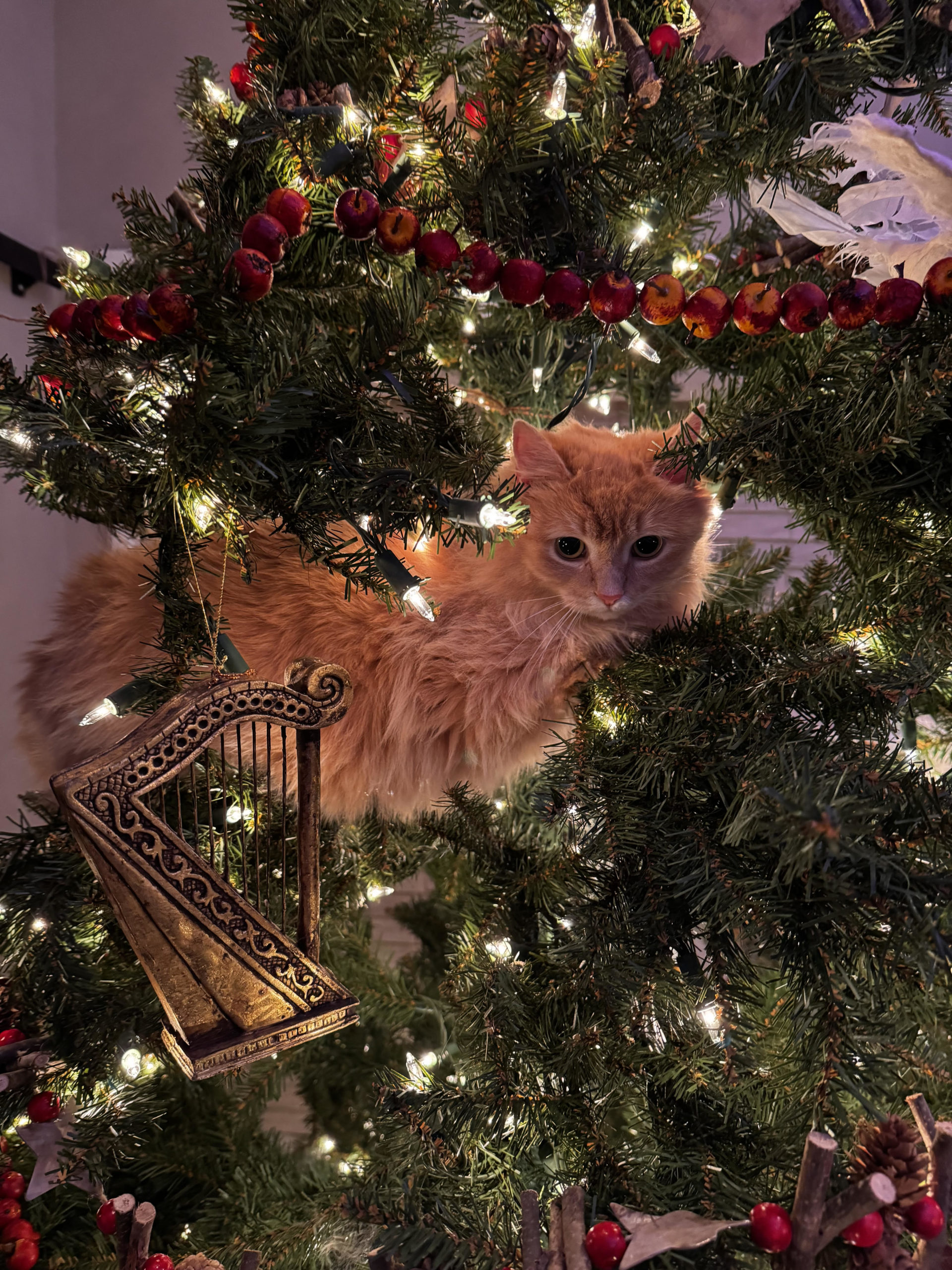 Meet Ruckus: The Energetic Orange Cat Bringing Joy to Her New Family ...