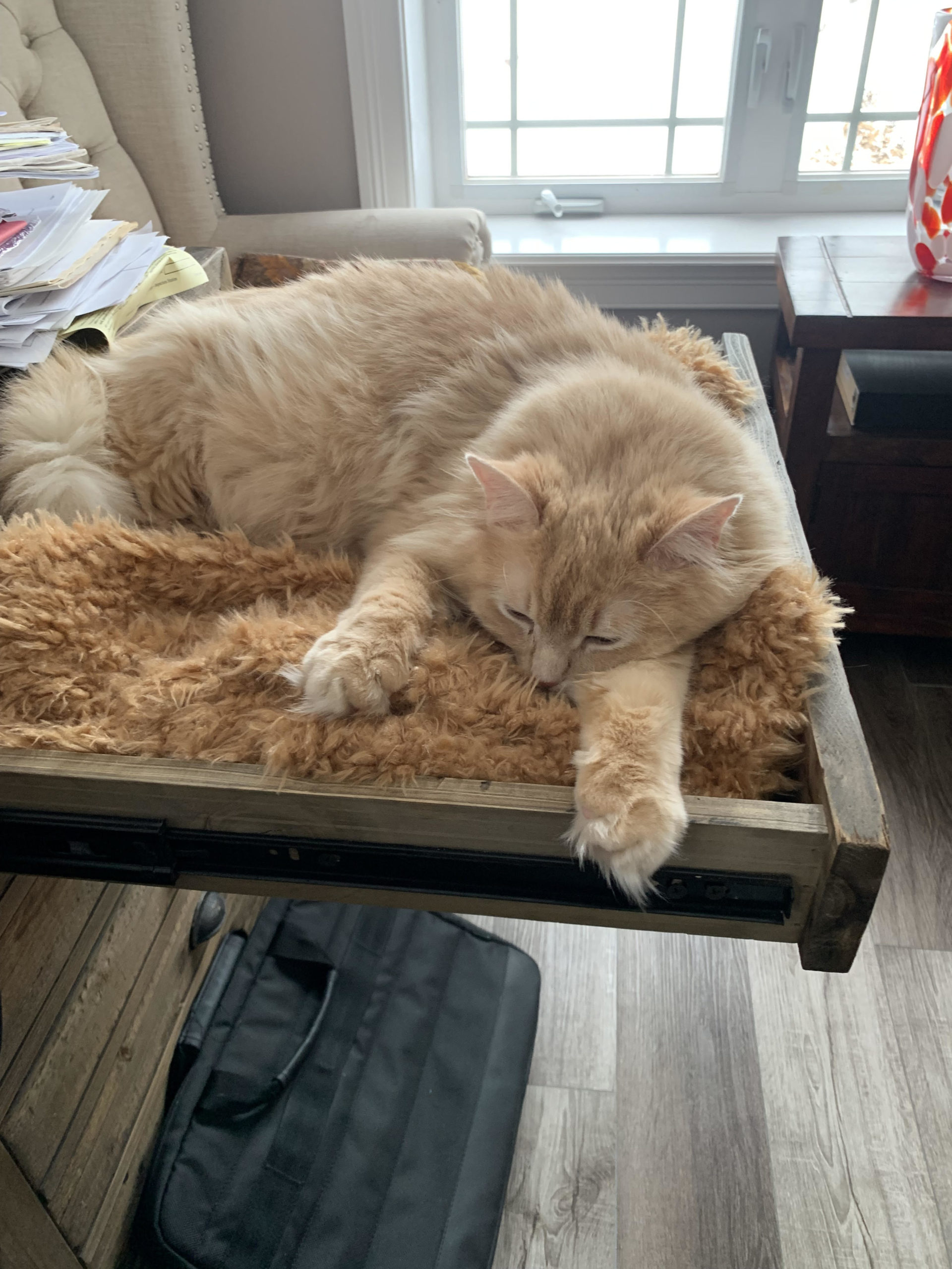 Meet Ruckus: The Energetic Orange Cat Bringing Joy to Her New Family ...